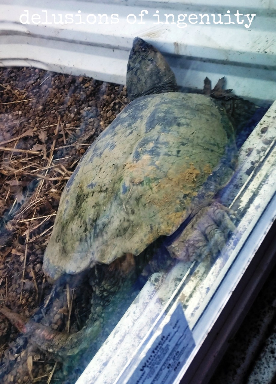 delusions of ingenuity: philosaurus rex: dinosaur hunter