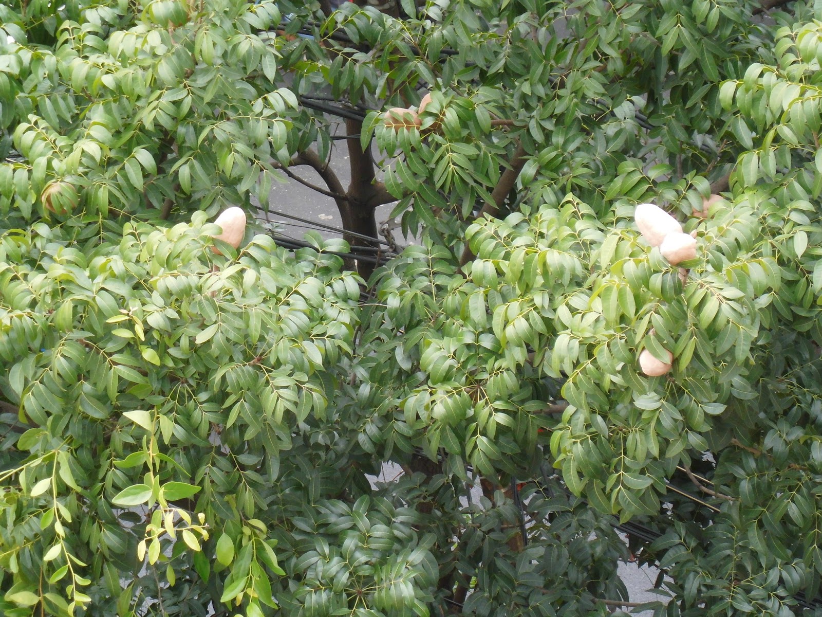 Mahoni Tree Pictures