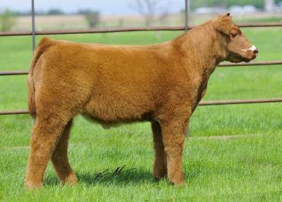 MITTAG Blog: Otto Show Cattle/Pesek Cattle Farm