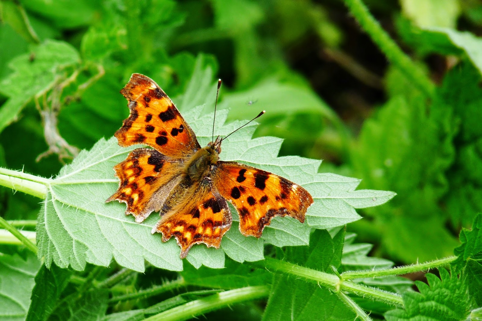 Northwest Norfolk Naturalists: Local butterflies