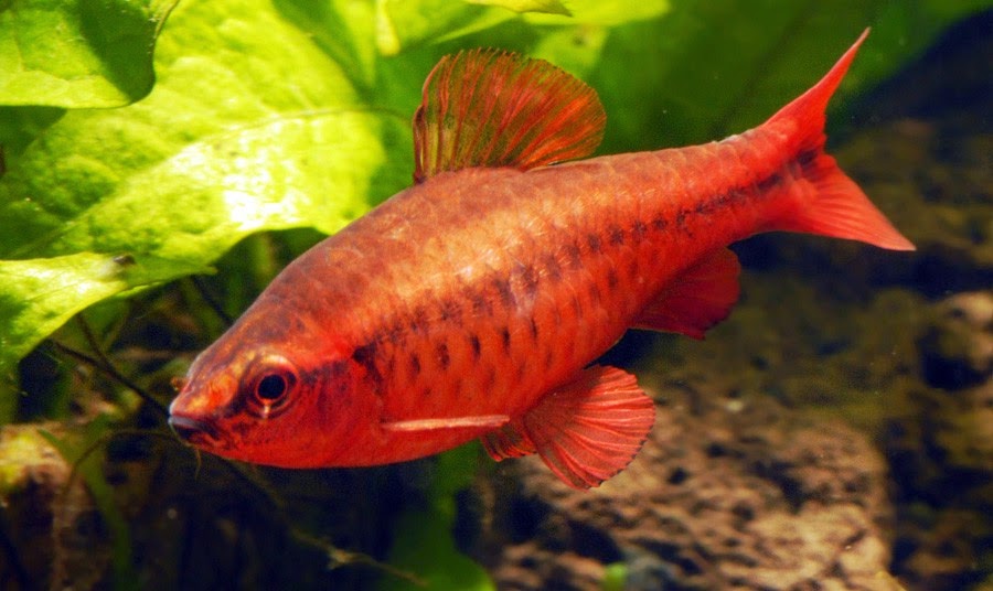 Puntius titteya -Ley titteya - Cherry barb (Puntius titteya ...