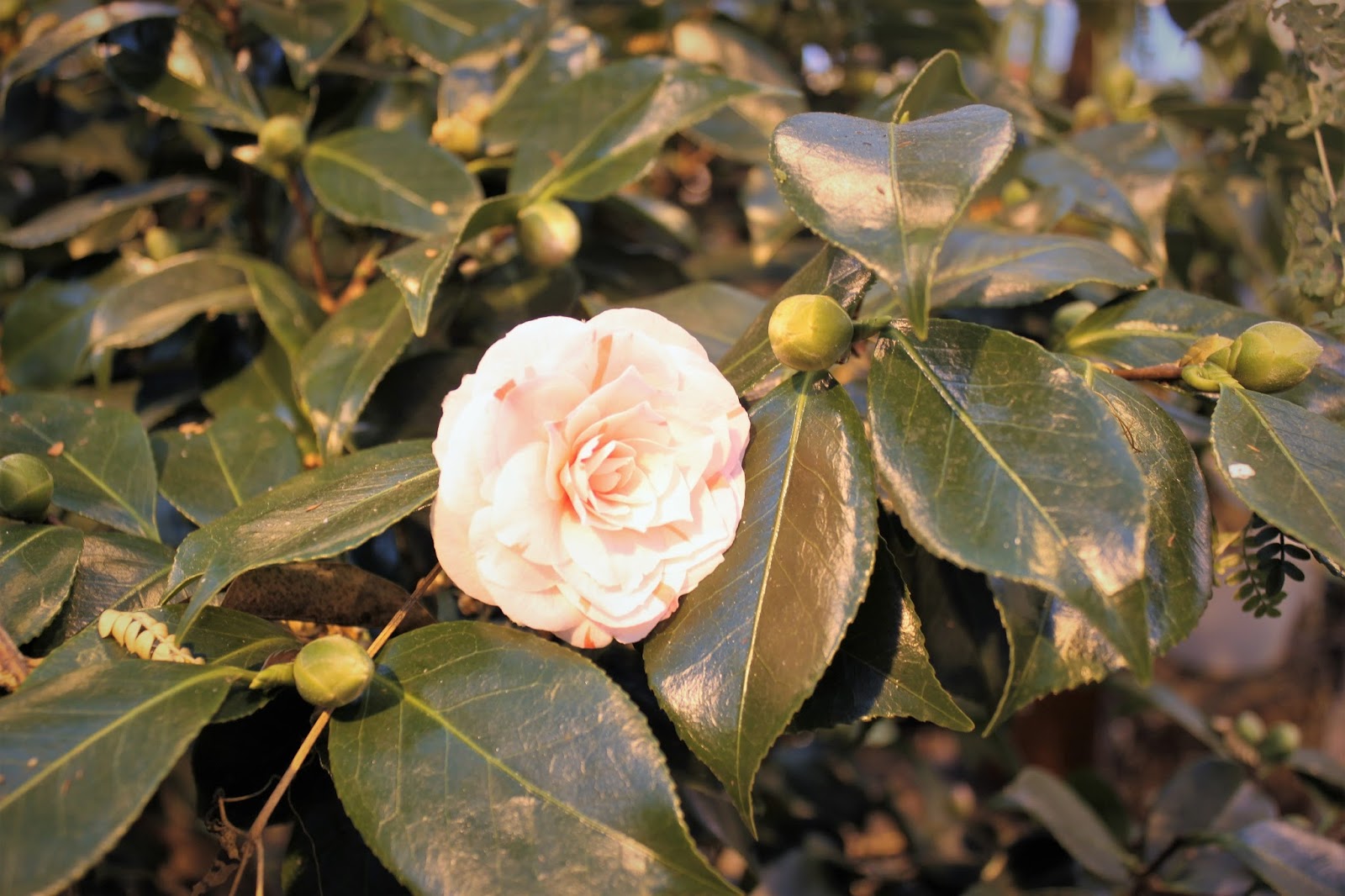 Viherrin: Kauniit kamelian kukat