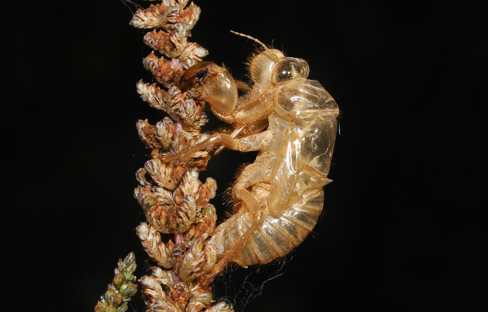 Biodiversity of Cyprus by NGO Protection of the Natural Heritage and ...