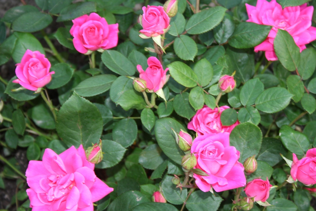 Our Garden Journal: Our First Spring Roses