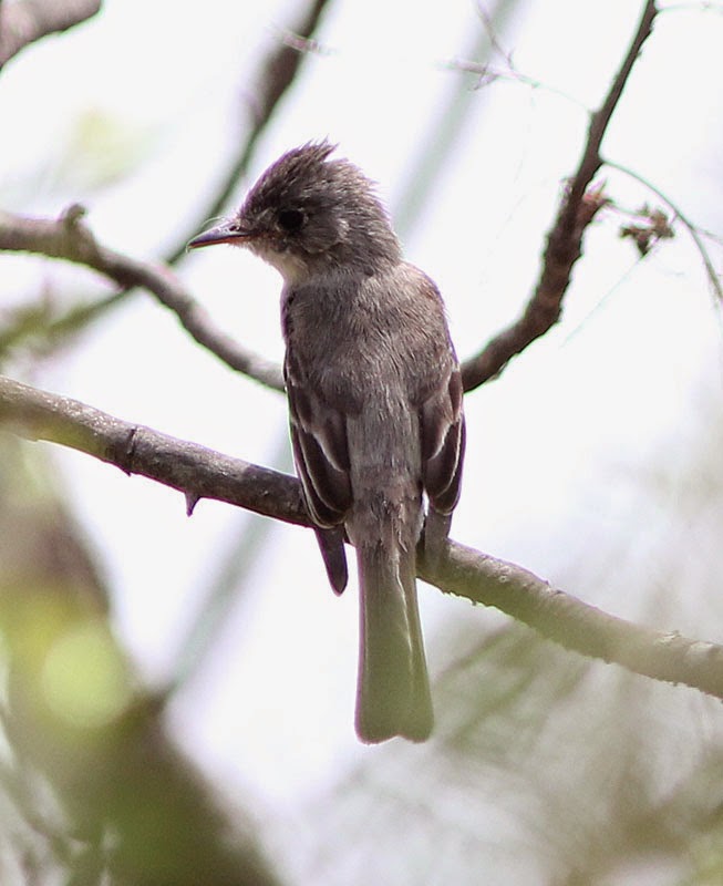Birdernaturalist: Some Birds of Chaparrí Reserve