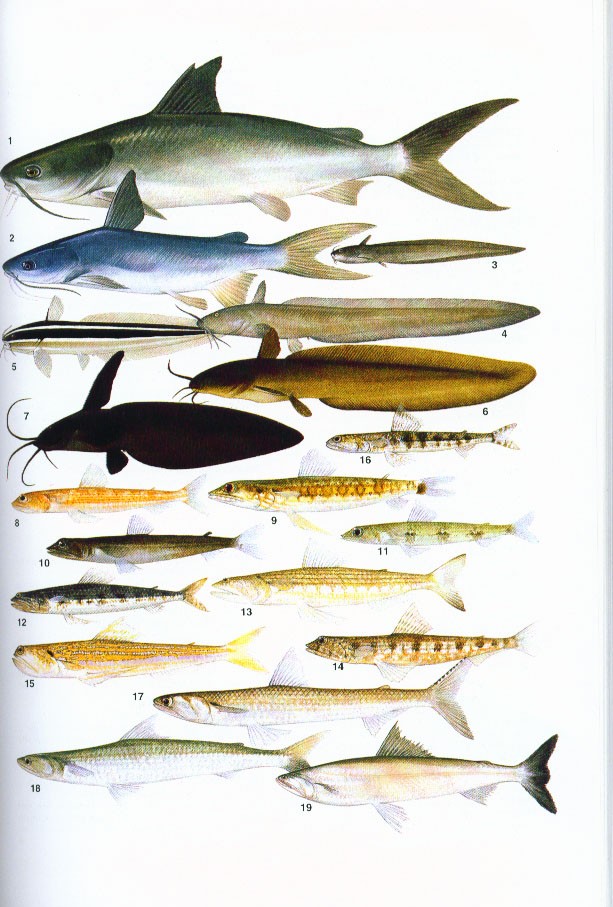 Marine Fishes Of South East Asian (FrogFishes, AnglerFishes, and ...