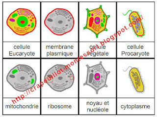 Crapouillotage: La cellule
