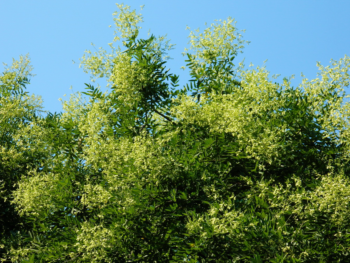 LA MULTI ANI, ROMANIA!: Pom inflorit in luna iulie