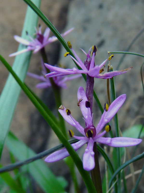 Bushranger: Flinders Ranges: Flora