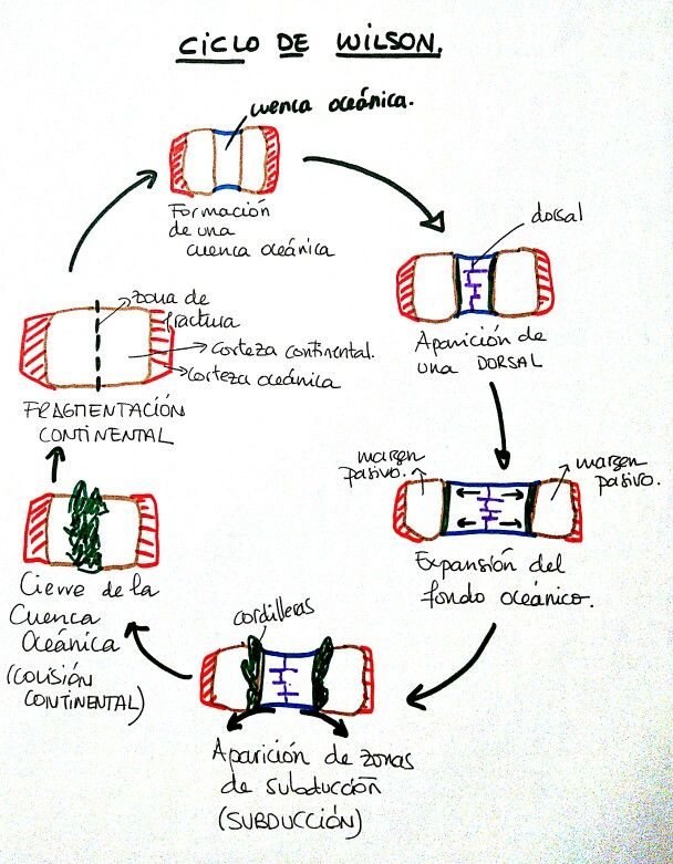 Pensar es Ciencia: EL CICLO DE WILSON