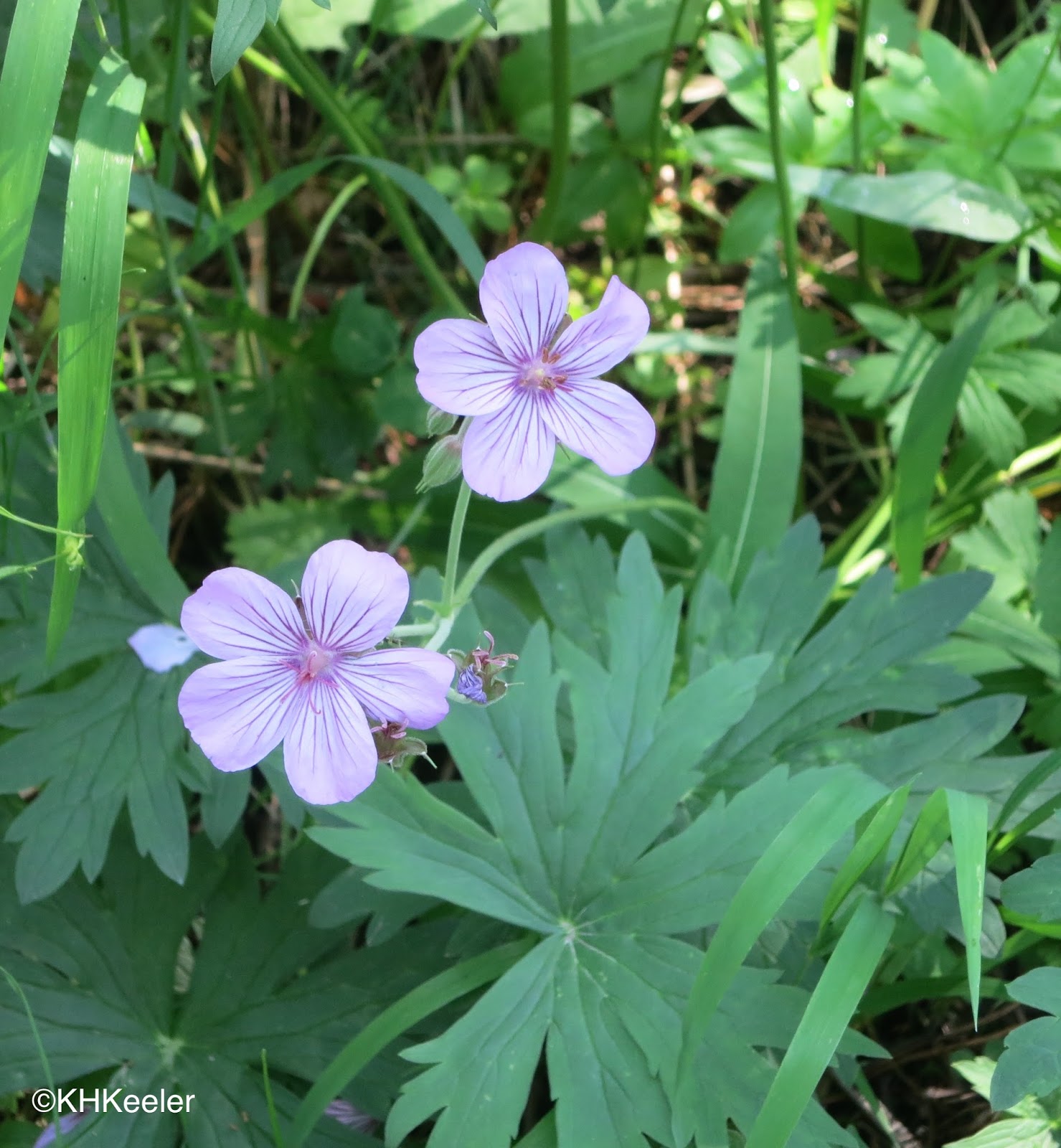 A Wandering Botanist: Garden Flowers, Gardening with Native Wildflowers
