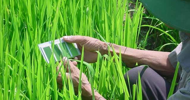 Leaf color chart (LCC)