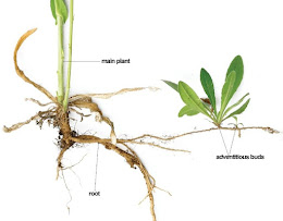 what is Root System its Types, regions and root modification | study ...
