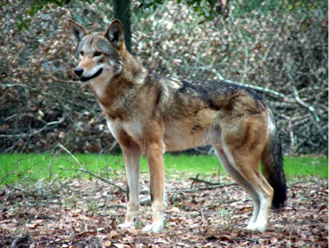 Red Wolf | Animal Wildlife