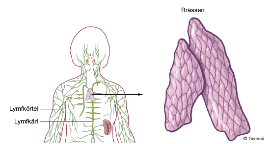 Annicas människokunskap i klass 7: Lymfa och tillväxthormon