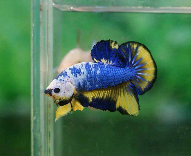 Blog Guru Jaringan Kimia: 55 Jenis Ikan Cupang Lengkap Beserta Gambar