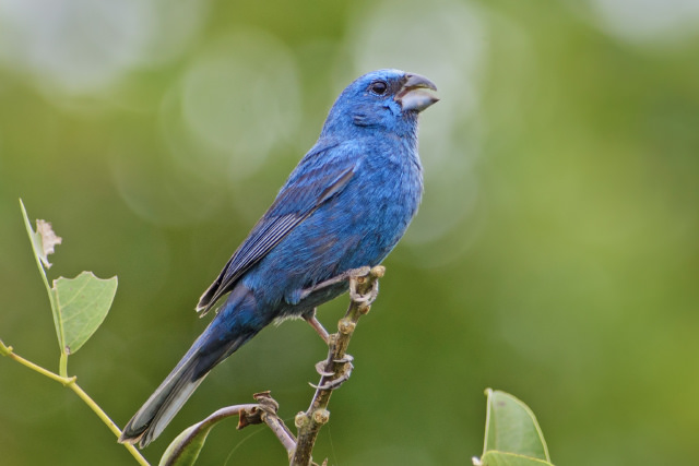 Uruguay y sus curiosidades-Uruguay and its curiosities: EL AZULITO EN ...