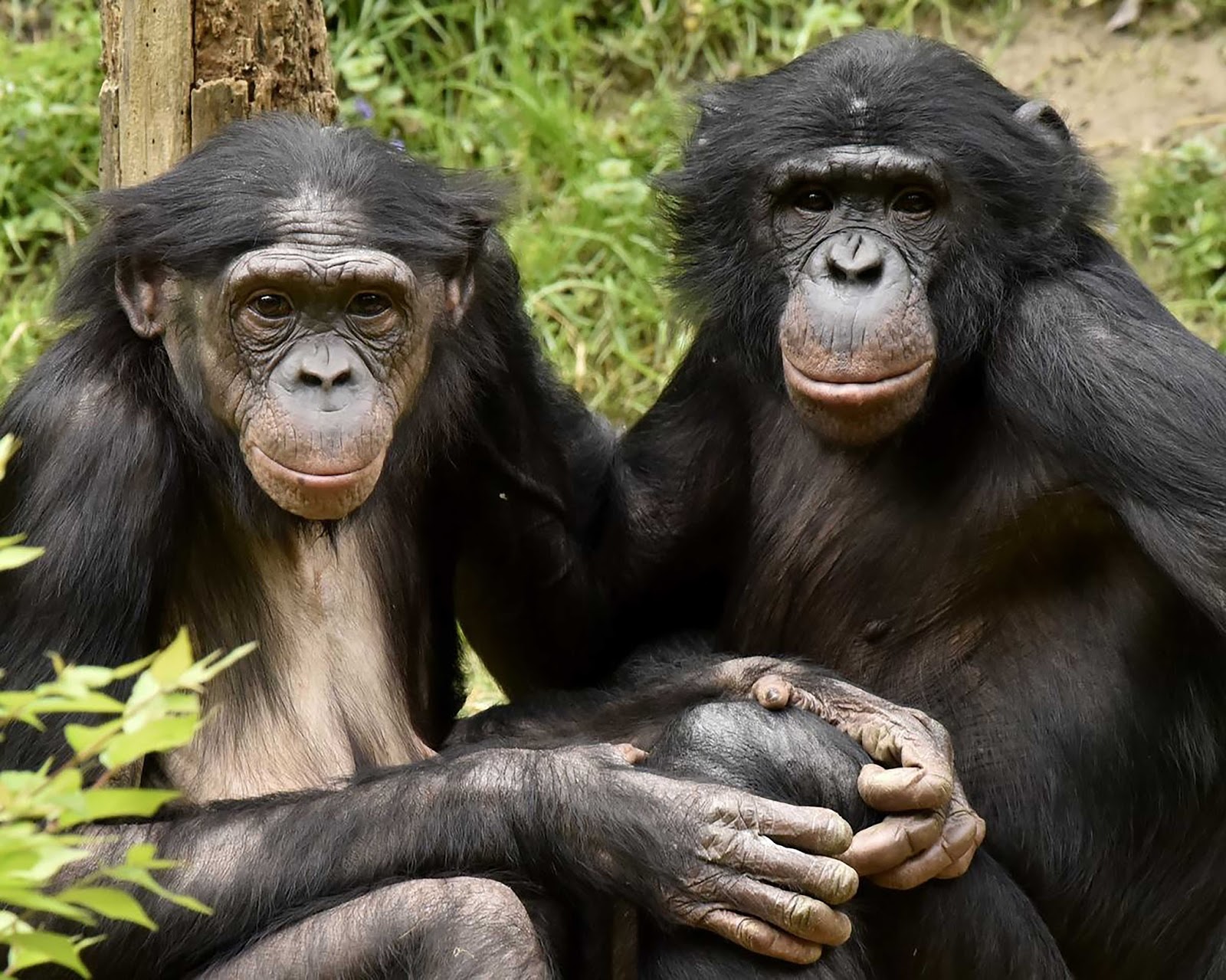 GRANDES SIMIOS PATRIMONIOS VIVOS DE LA HUMANIDAD: SOCIALISTAS EUROPEOS ...