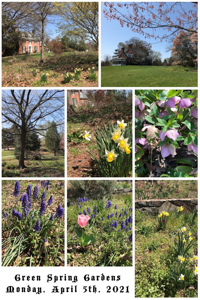 An English Girl Rambles from 2016 to ....: FINALLY BACK TO GREEN SPRING ...