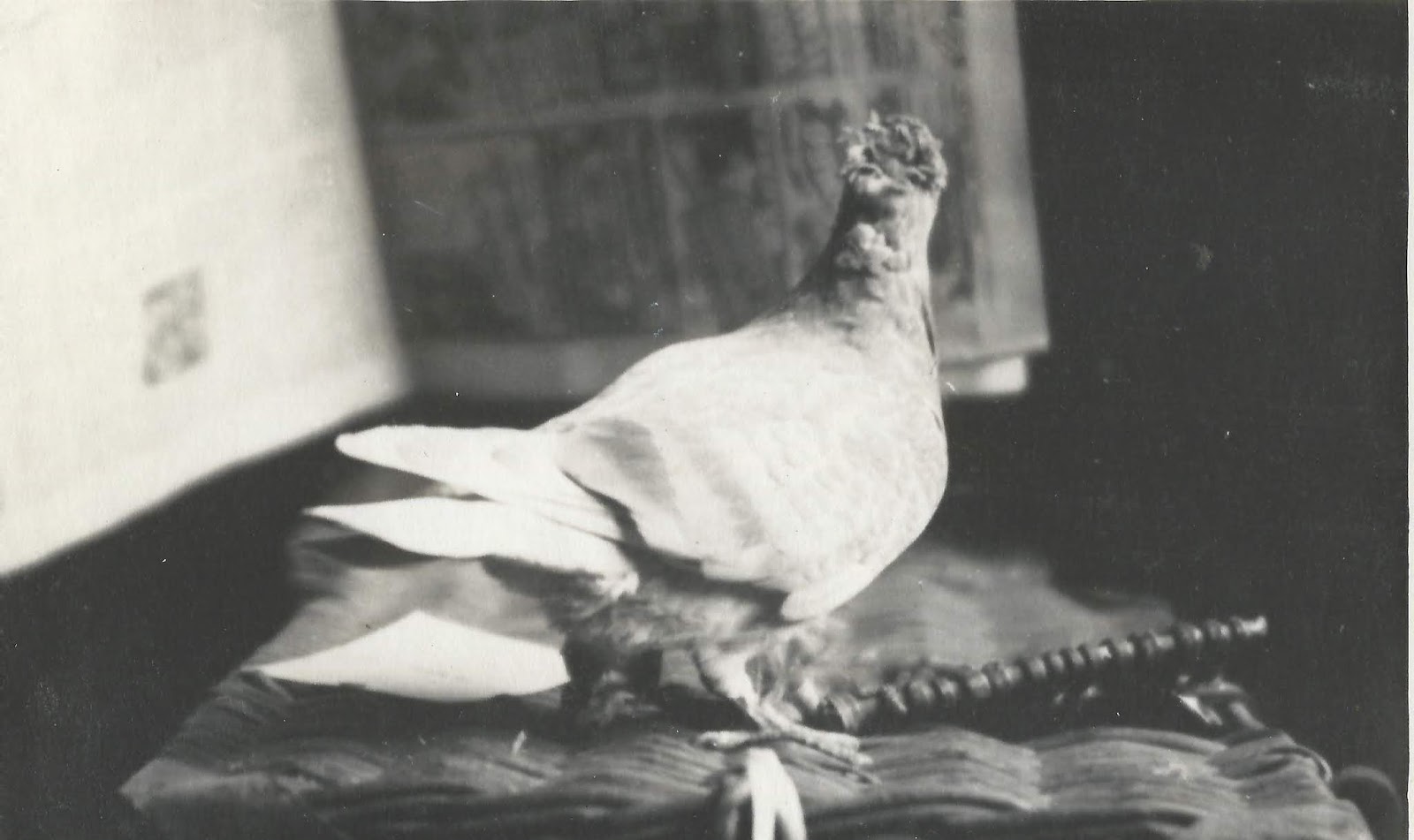 World War 2 History and the WW2 Pigeons: January 2019