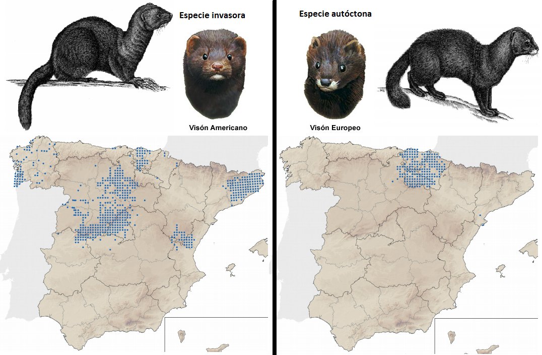 EL VISÓN EUROPEO (Mustela Lutreola) Y EL VISÓN AMERICANO (Neovison vison)