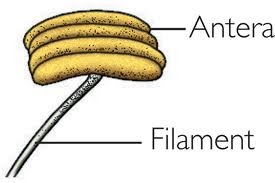 Parts d'una flor: Parts principals