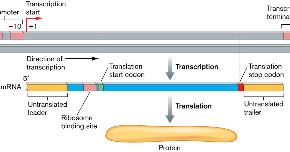 Joshua's Biology Blog: Protein Synthesis Lab Conclusion