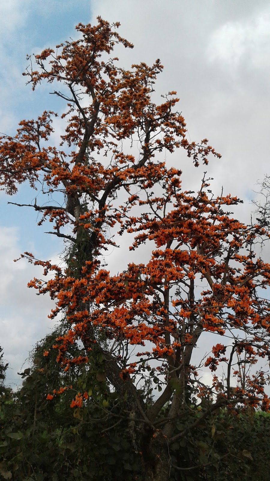 Bhadragiri: Flame-of-Forest