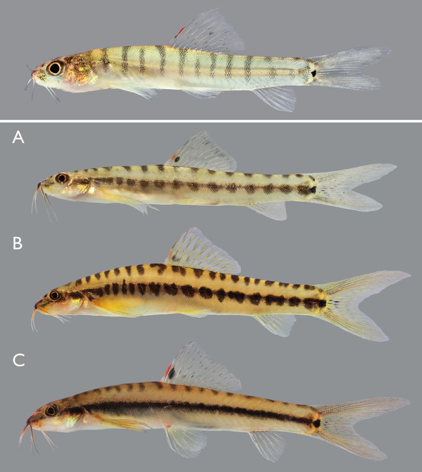 Species New to Science: [Ichthyology • 2020] Nemacheilus zonatus ...