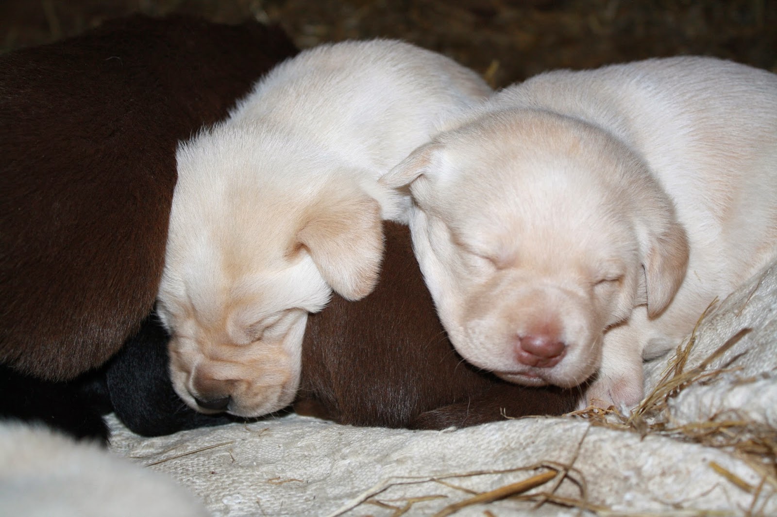 Top of the Hill Labs: MYA'S PUPPIES - 3 Weeks Old