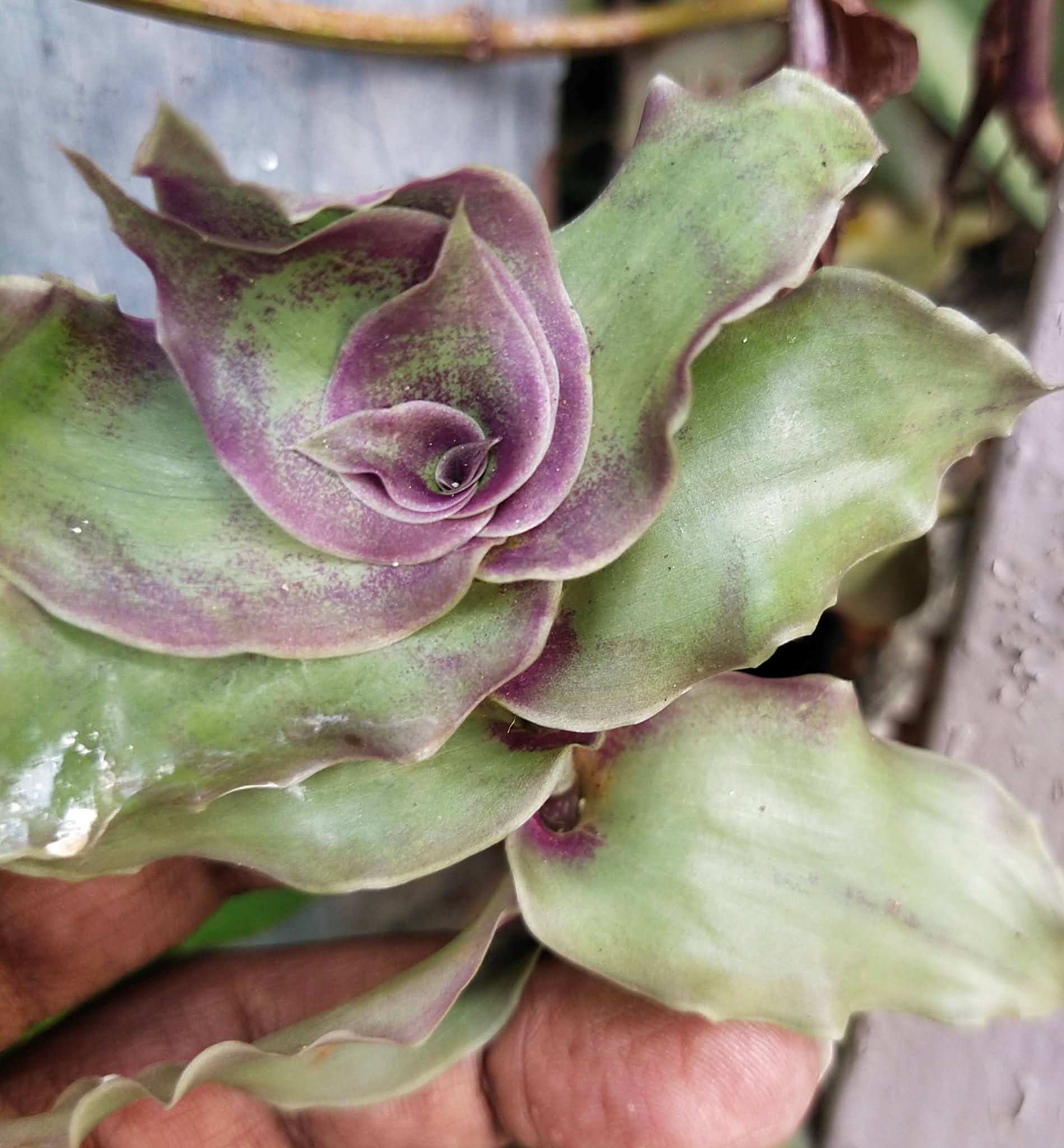 Garden Chronicles of James David: Different Types of Callisia Species