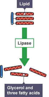 IGCSE Biology 2017: 2.29: Understand the Role of Digestive Enzymes ...