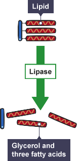 IGCSE Biology 2017: 2.29: Understand the Role of Digestive Enzymes ...