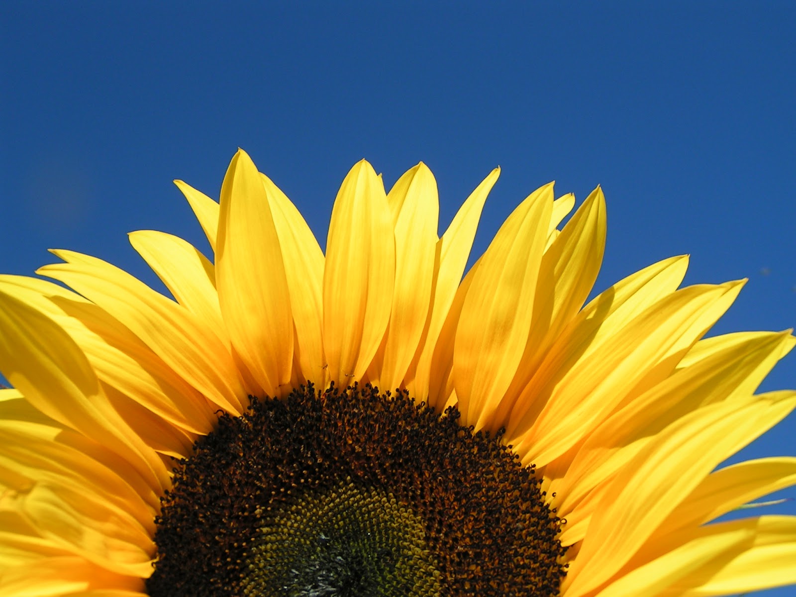 Molly's Maison: Friday flowers - sunflower
