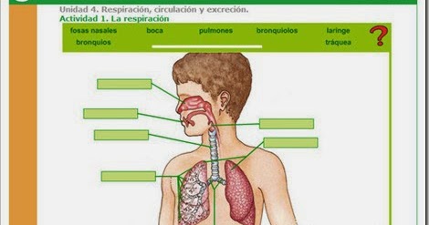 5º DE PRIMARIA CEIP ANDALUCIA: APARATO RESPIRATORIO.