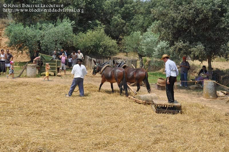 Sintonía: EL TRILLO Y LA TRILLA