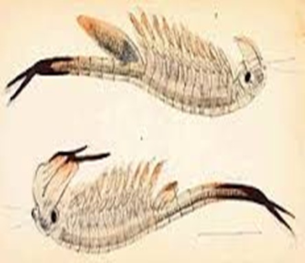 Pyrocypris Adalah; Klasifikasi, Morfologi, Habitat Dll - Melek Perikanan