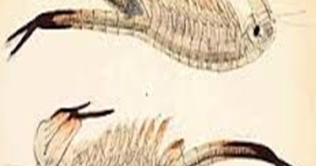 Pyrocypris Adalah; Klasifikasi, Morfologi, Habitat Dll - Melek Perikanan