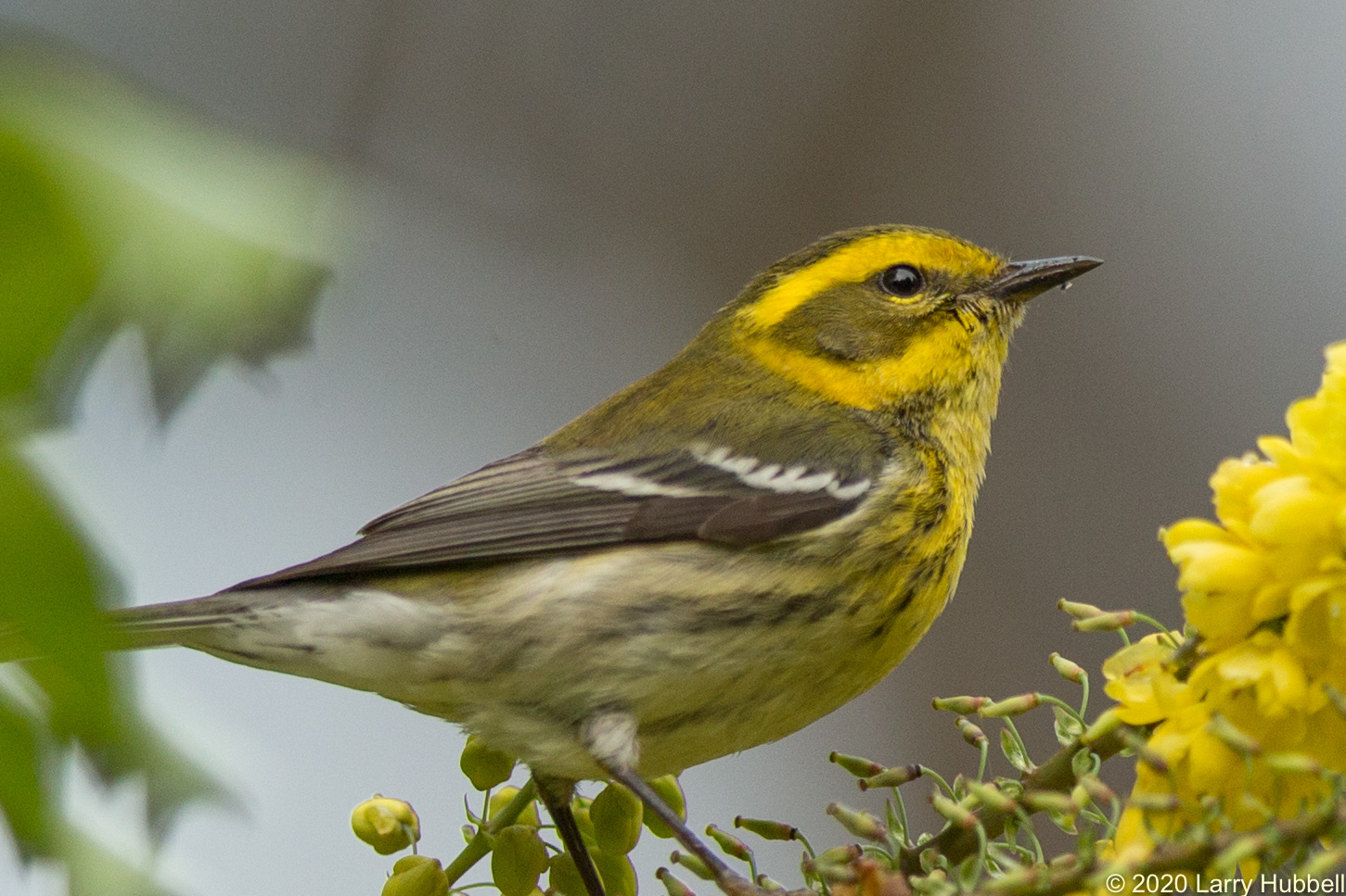 Union Bay Watch : Leap Frog