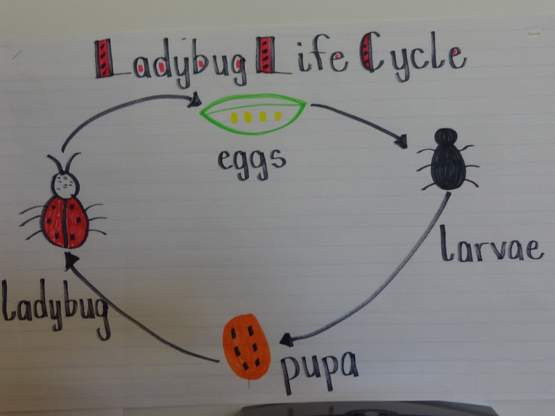Learning Adventures: Ladybugs
