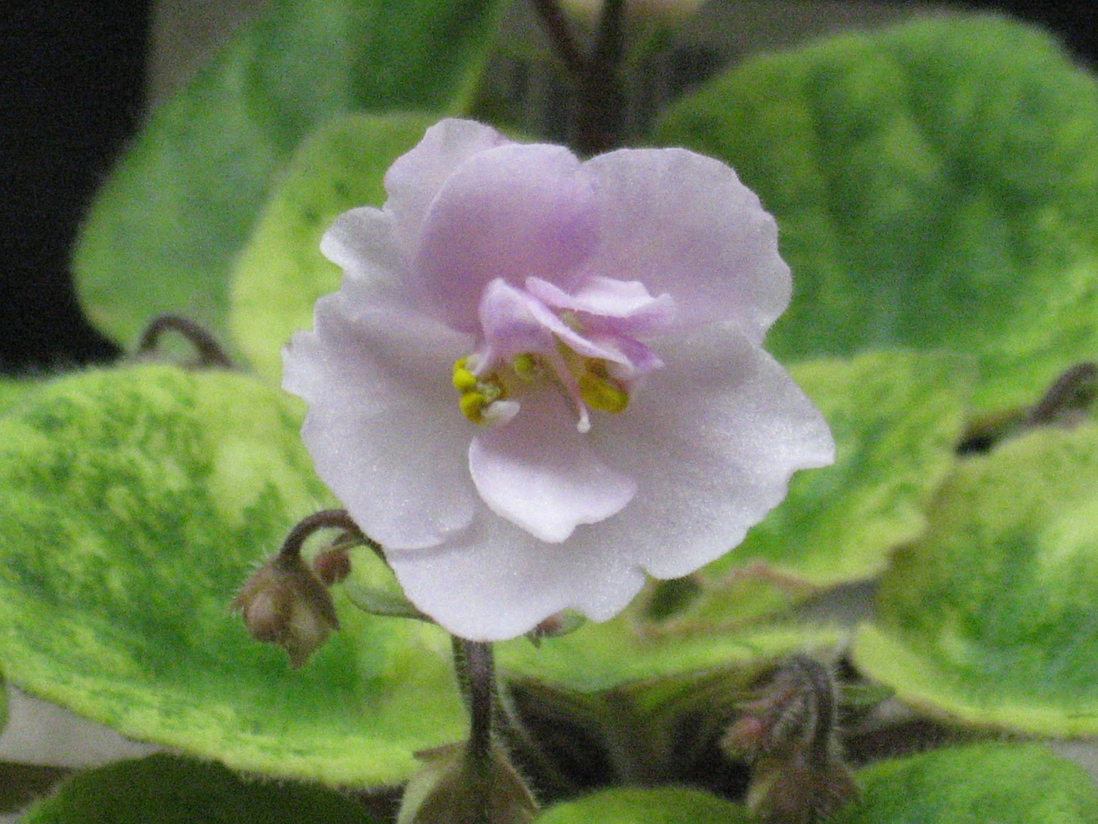 Shanti's African violets: Featured violet: Rob's Pink Satin