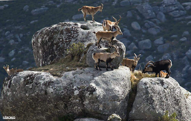 Animais - cabra-montesa Ibérica