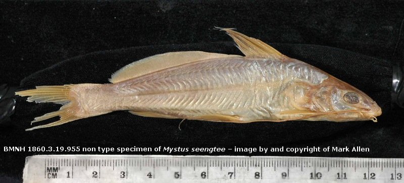 mystus keletius - Yellow catfish - Path ankutta | FRESHWATER FISHES OF ...