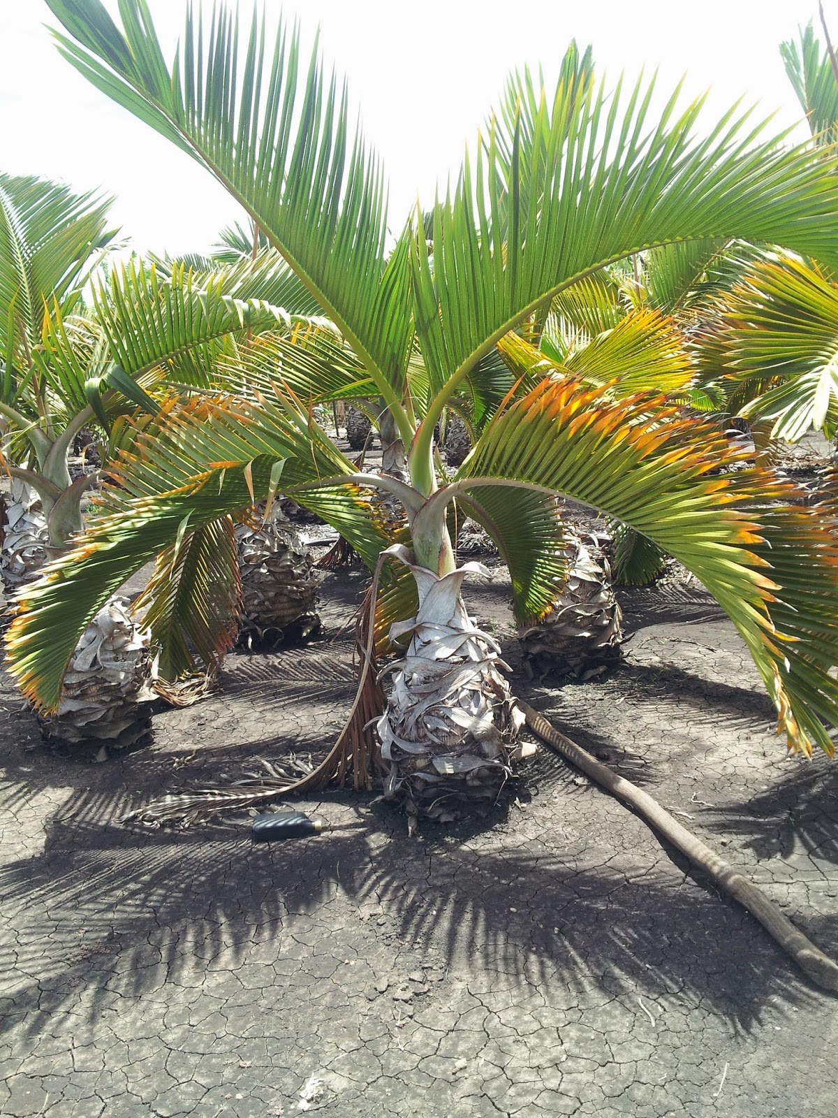 palmas ornamentales: Palma Botella