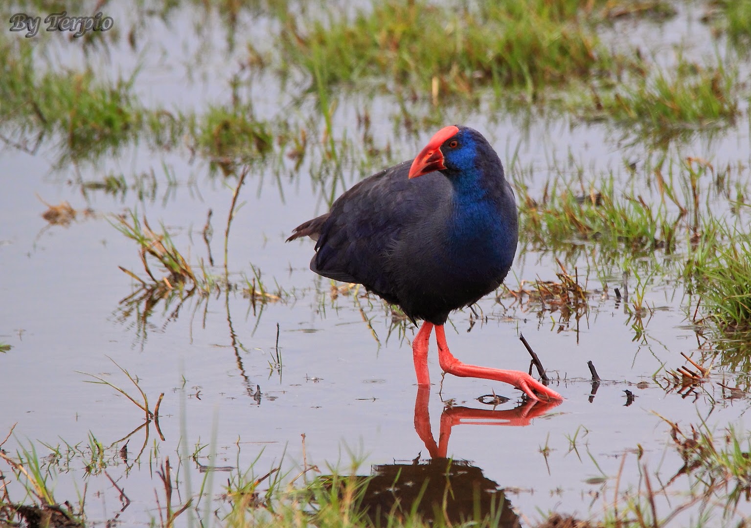 Viajes, Salidas, Naturaleza, (Fotografía).: Calamón Común (Porphyrio ...