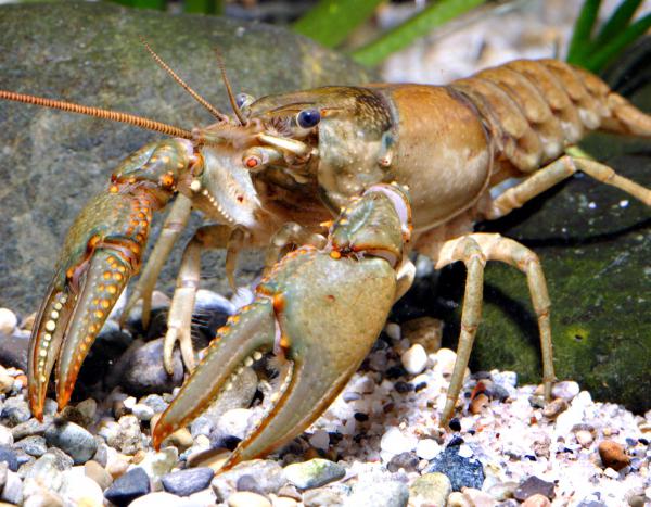 Springfield Plateau: Virile Crayfish