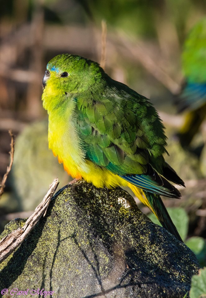 Carol Moyse's Orange Bellied Parrot