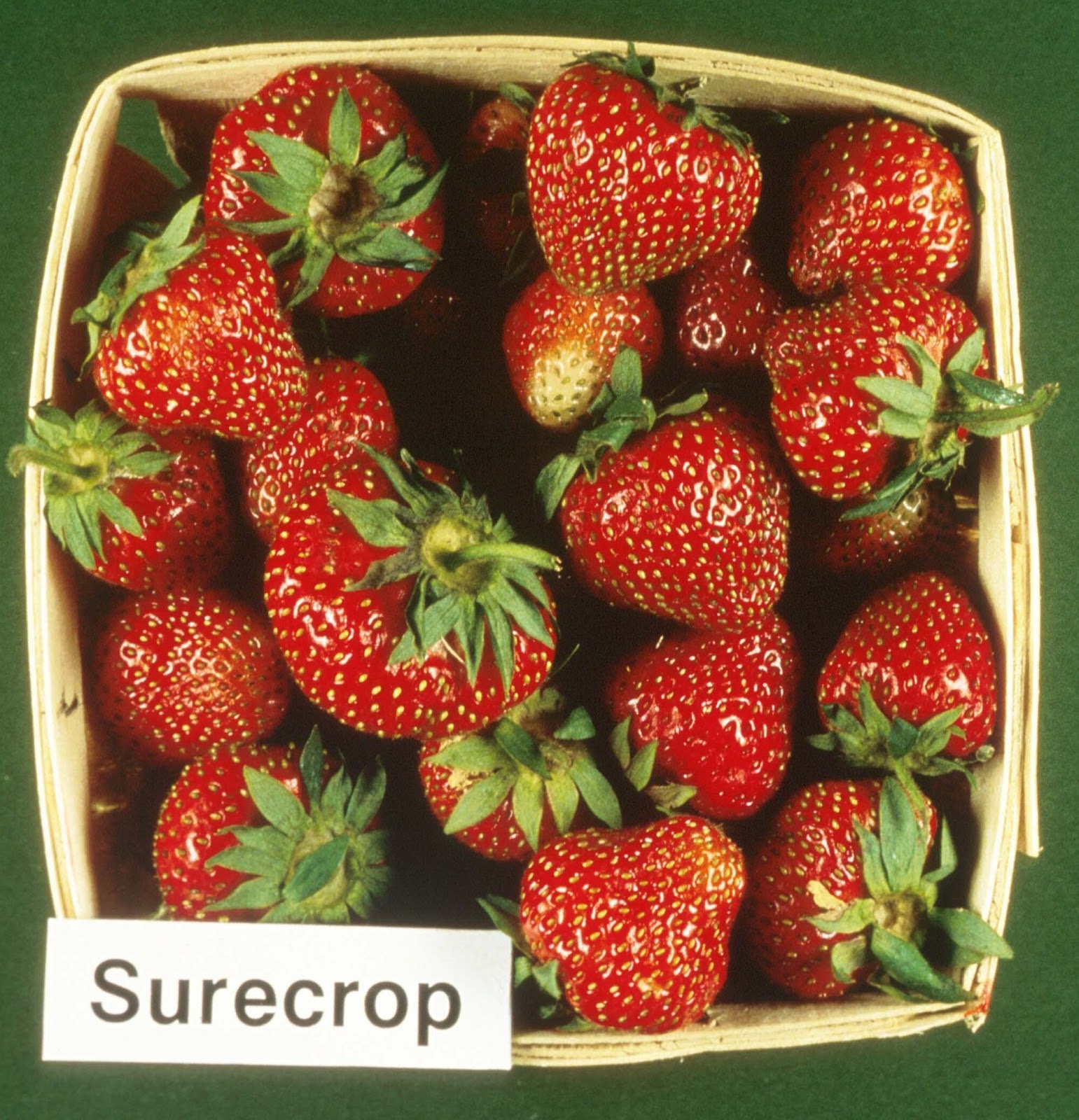 Gastronomía a Libreta Abierta, [=I=]: Tipos de Fresas