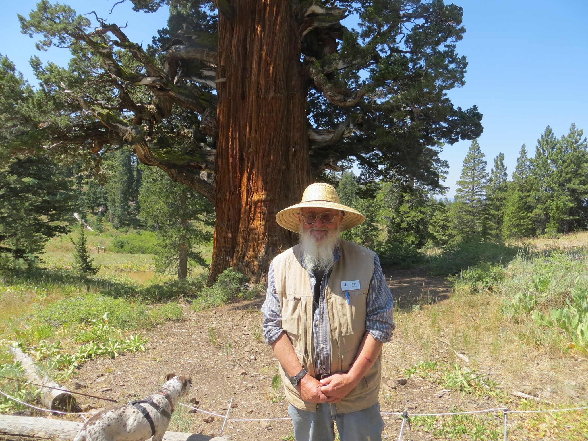 Tuolumne County Trailhead: TCT #35 -- The Bennett Juniper