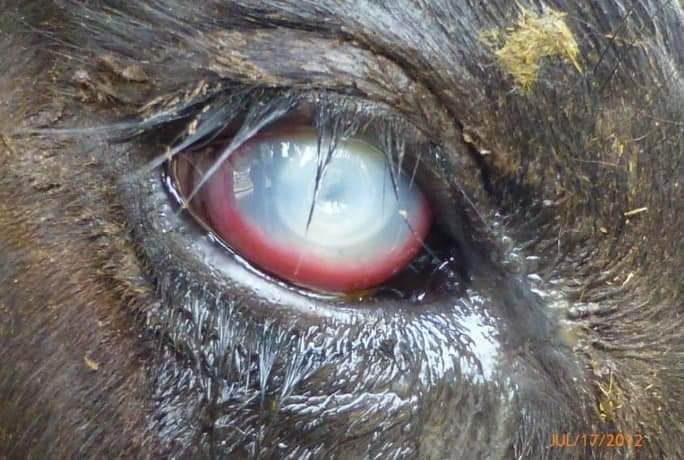 How To Treat Cow Eye Cataract Pink Eye In Cow
